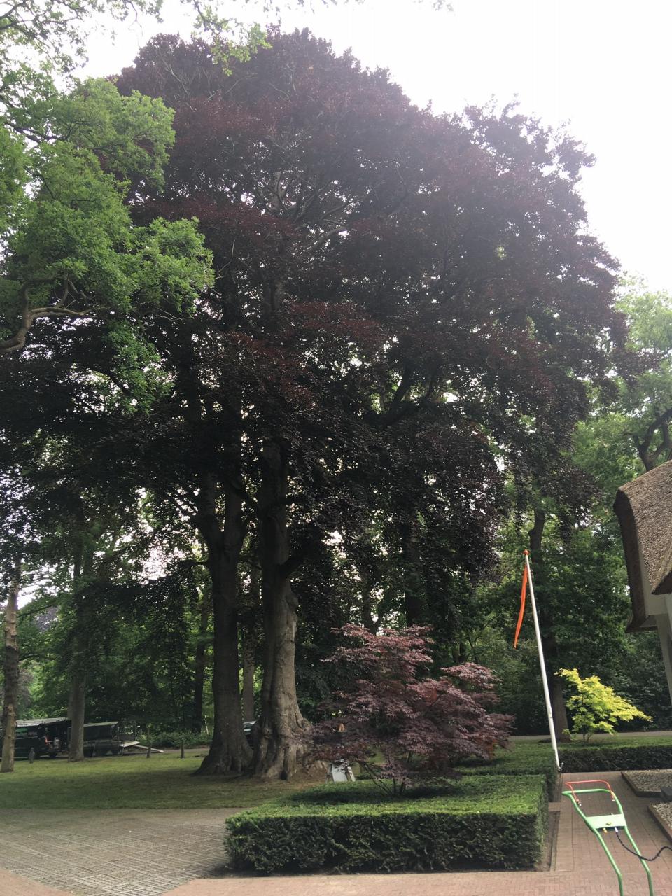 Oranjewoud Rode beuk De Blocq van Scheltingaweg | Pius Floris