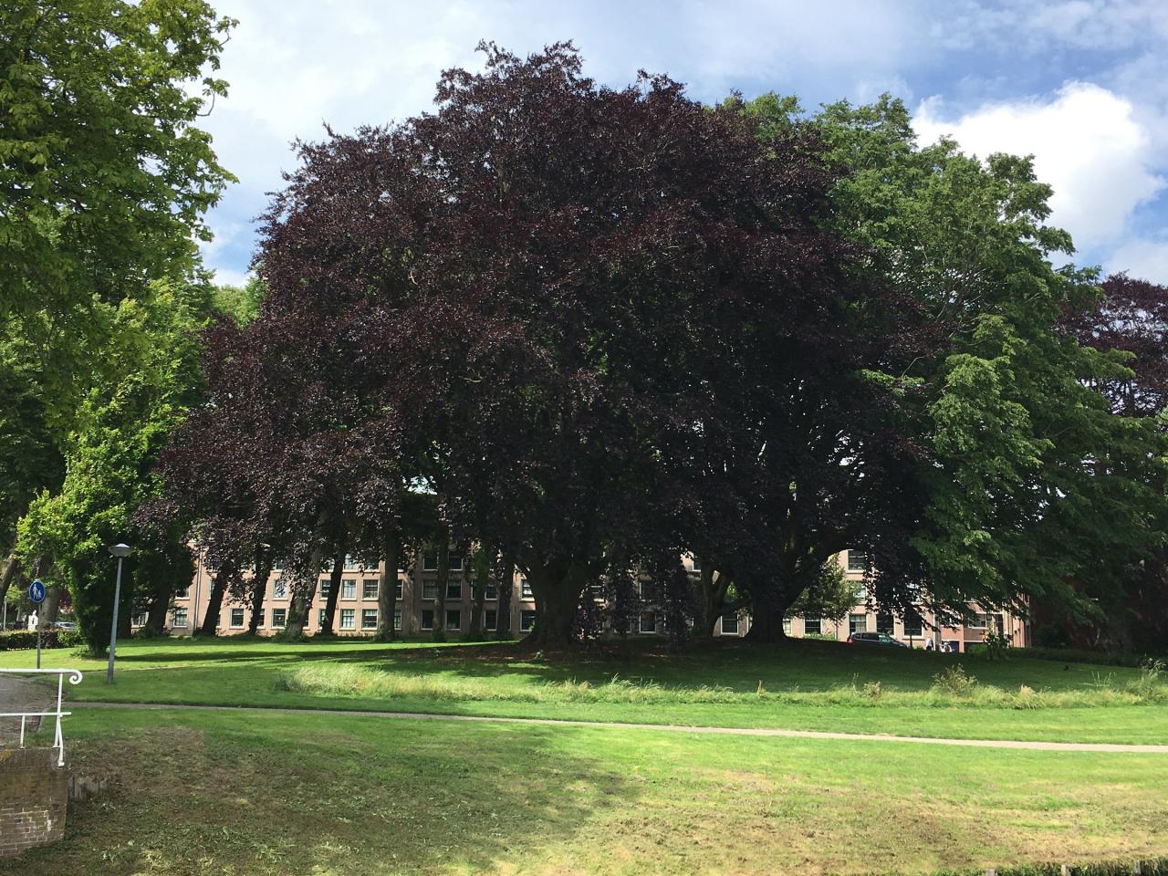 Medemblik Rode beuk Park Landswerf | Pius Floris